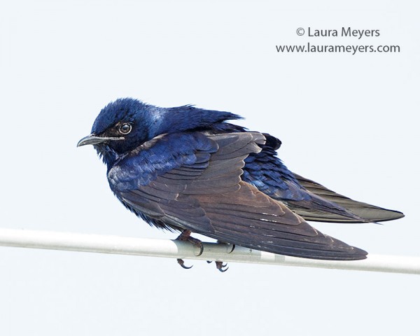 Purple Martin - Laura Meyers Photography
