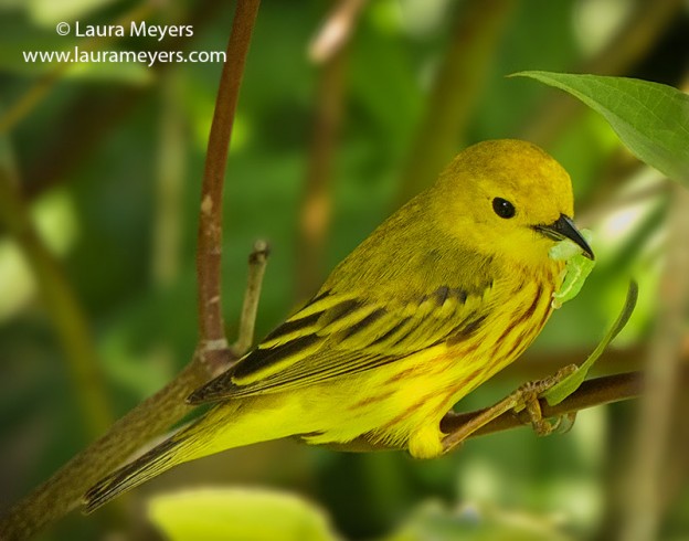 Male Yellow Warbler - Laura Meyers Photography