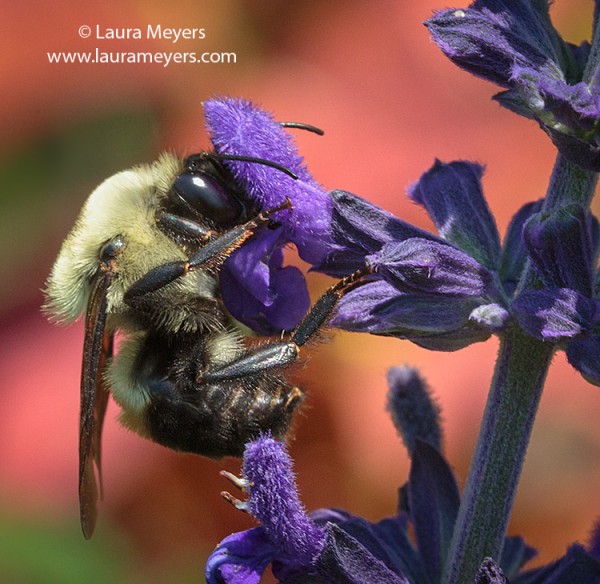 Common Eastern Bumblebee - Laura Meyers Photography