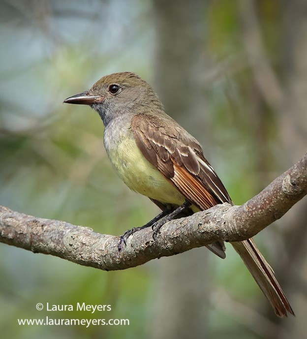 Great Crested Flycatcher - Laura Meyers Photography