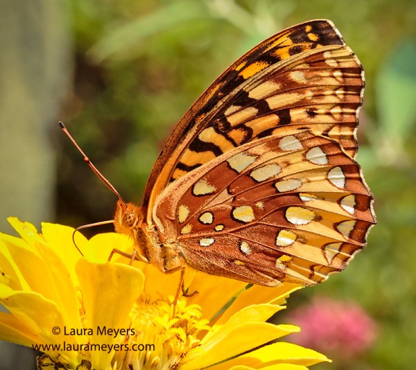 Great Spangled Fritillary Butterfly - Laura Meyers Photography