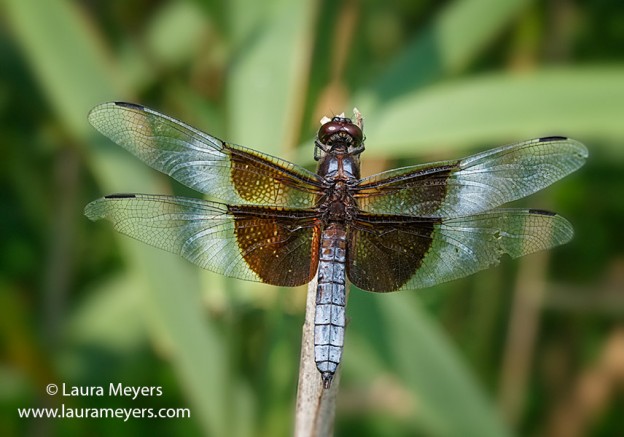 Widow Skimmer Dragonfly - Laura Meyers Photography